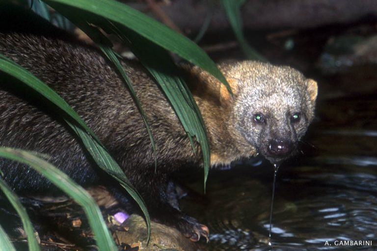 Mustelids - Pró-Carnívoros