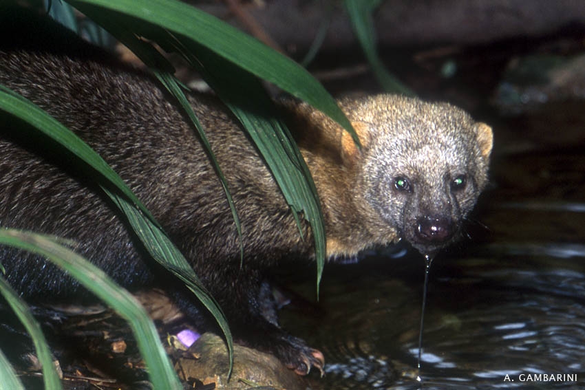 Tayra - Pró-Carnívoros