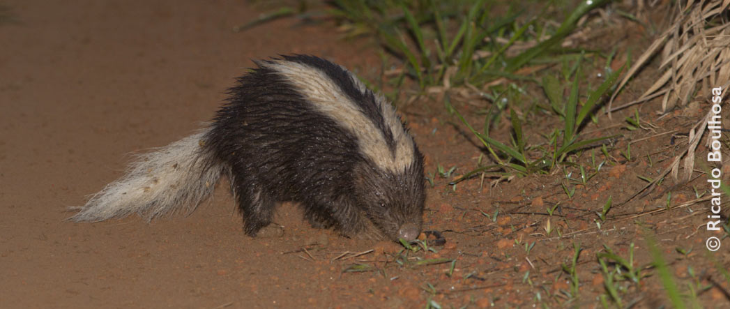 Cangambá, Jaritataca - Pró-Carnívoros