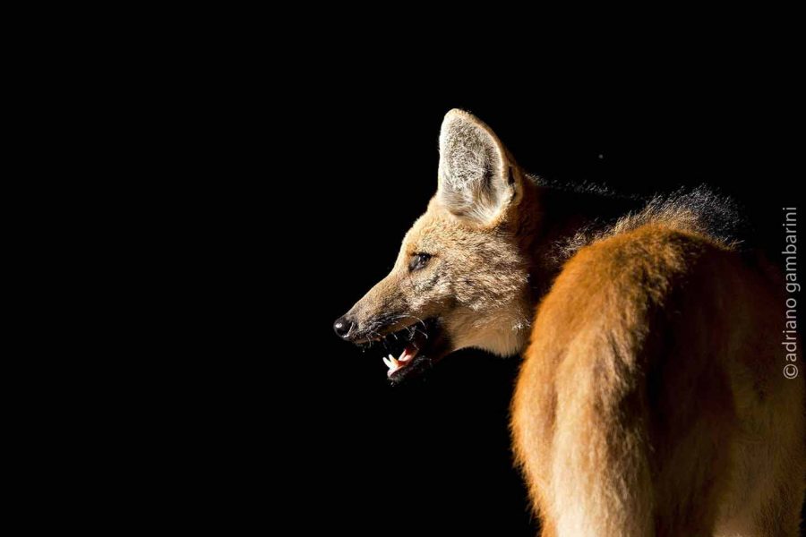 Lobo-guará - Pró-Carnívoros