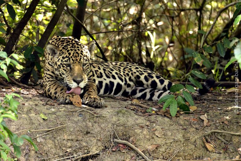 Onça-pintada - Pró-Carnívoros