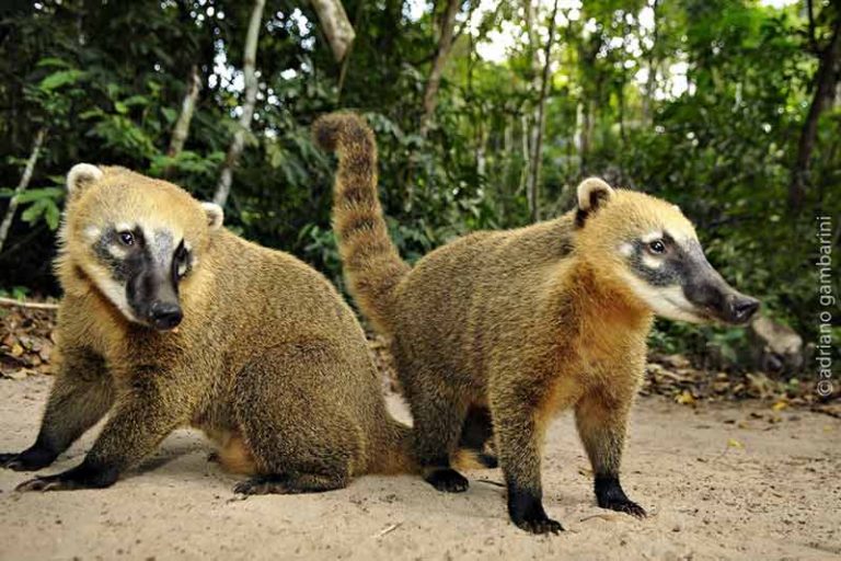 Quati - Pró-Carnívoros