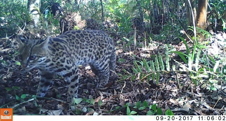 Densidade populacional e atividade de Leopardus guttulus (Hensel, 1872) em seu limite de ...